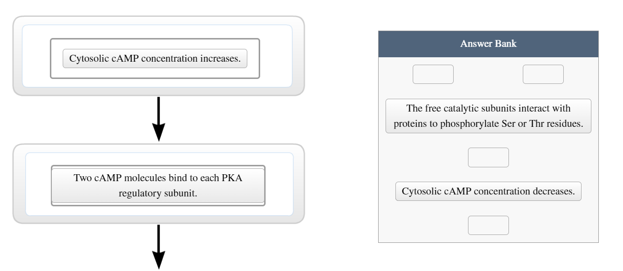 The second messenger cyclic AMP (cAMP) is synthesized | Chegg.com