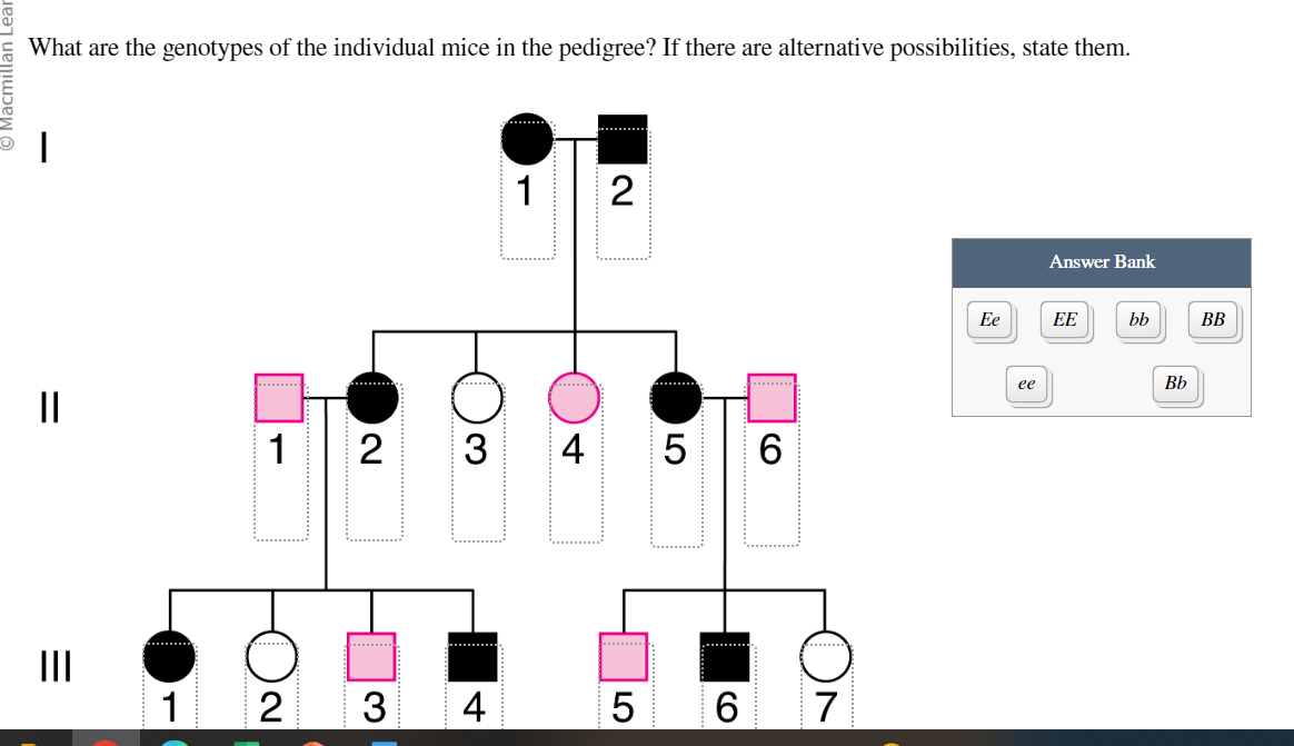 Solved What are the genotypes of the individual mice in the | Chegg.com