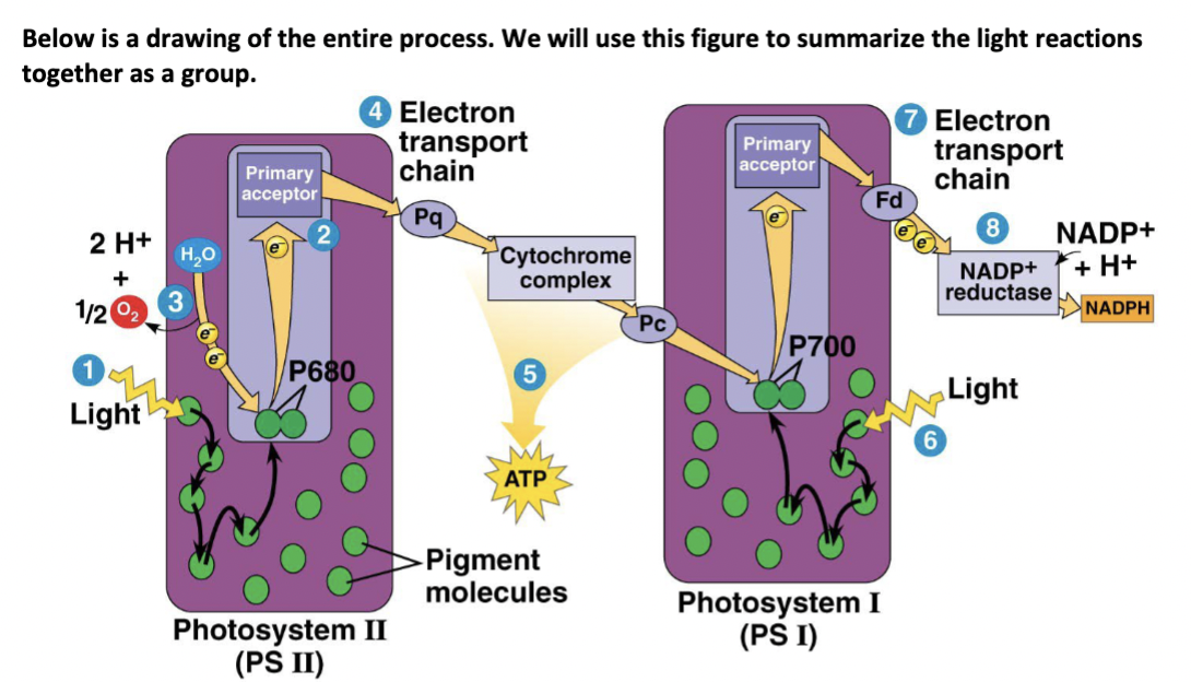 Solved Below is a drawing of the entire process. We will use | Chegg.com