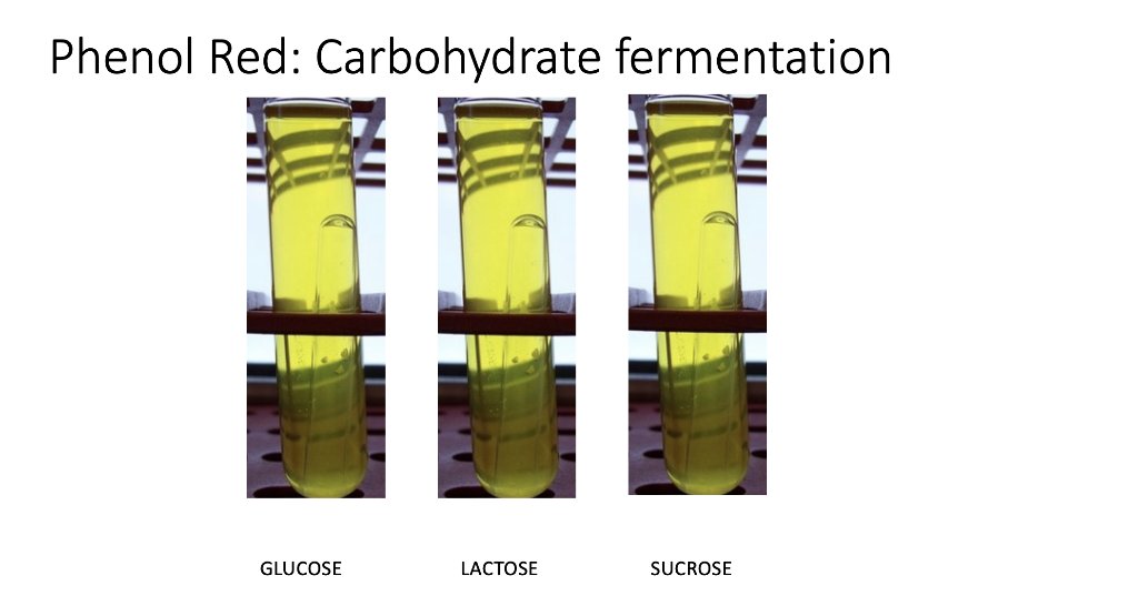 Solved Gram Goog Endospore 2 Catalase Phenol Red: | Chegg.com