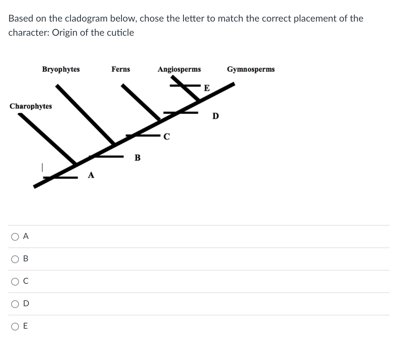 Solved Based on the cladogram below, chose the letter to | Chegg.com