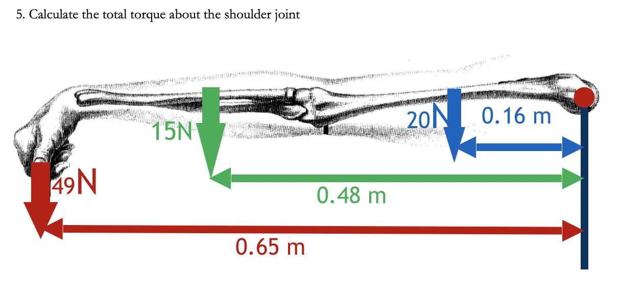 Solved 5. Calculate the total torque about the shoulder | Chegg.com