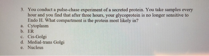 Solved 3. You conduct a pulse-chase experiment of a secreted | Chegg.com