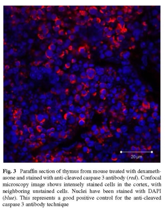 Solved 20 um Fig. 3 Paraffin section of thymus from mouse | Chegg.com