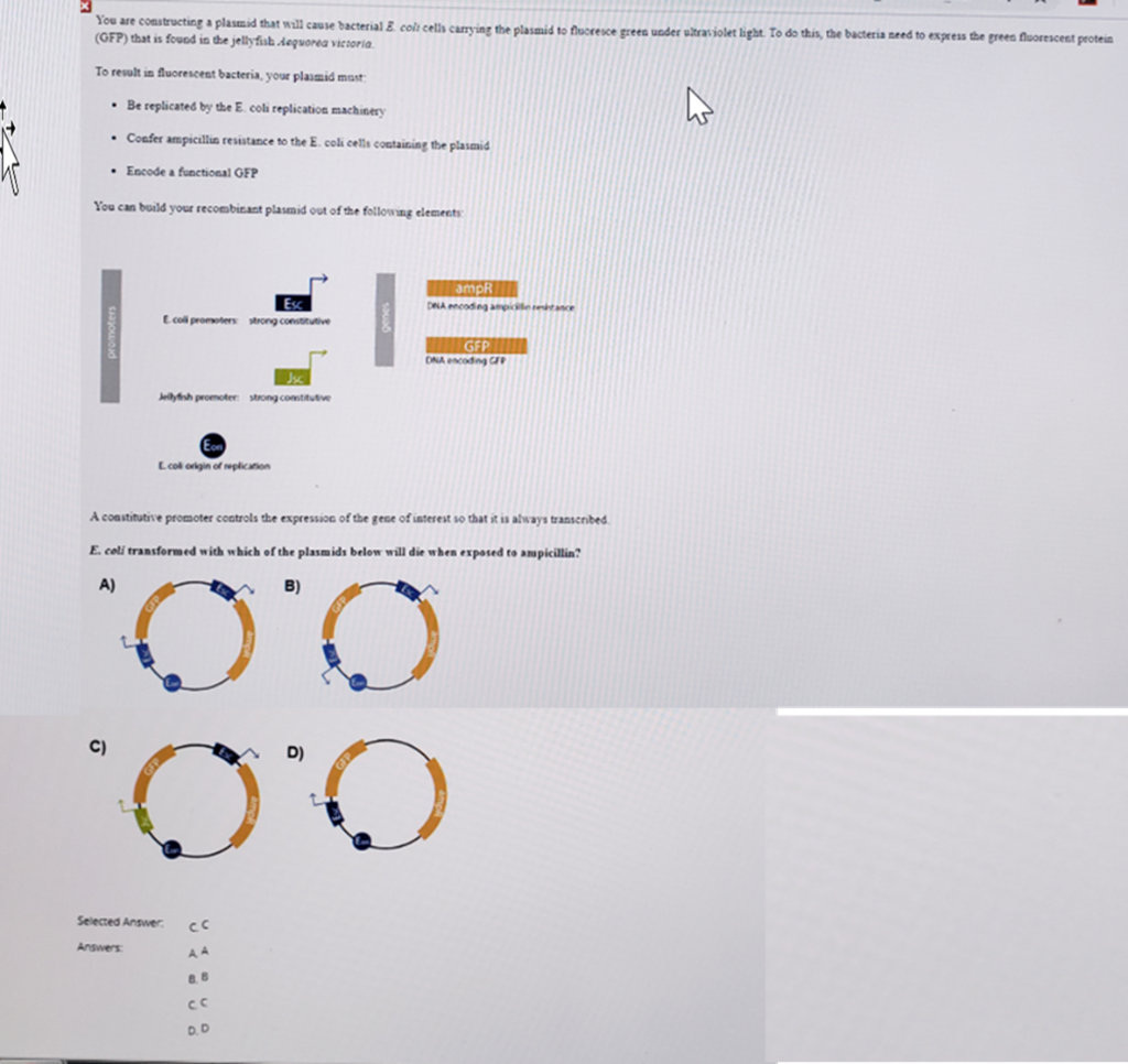 Solved You are constructing a plasmid that will cause | Chegg.com