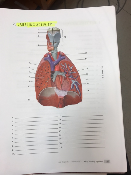 Solved 1. LABELING ACTIVITY 6 10 11 10 12. 13. 14. 15. 16, | Chegg.com