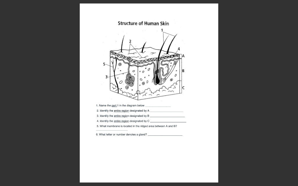 Human Skin Diagram Worksheet