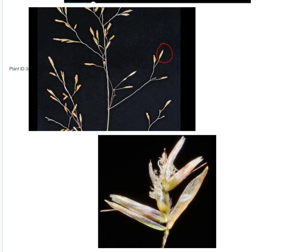 PLANT SYSTEMATICS Laboratory 15 Worksheet Poaceae | Chegg.com