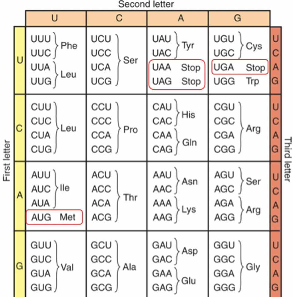 Solved Open Reading Frame (ORF) Finder: Any stretch of DNA | Chegg.com