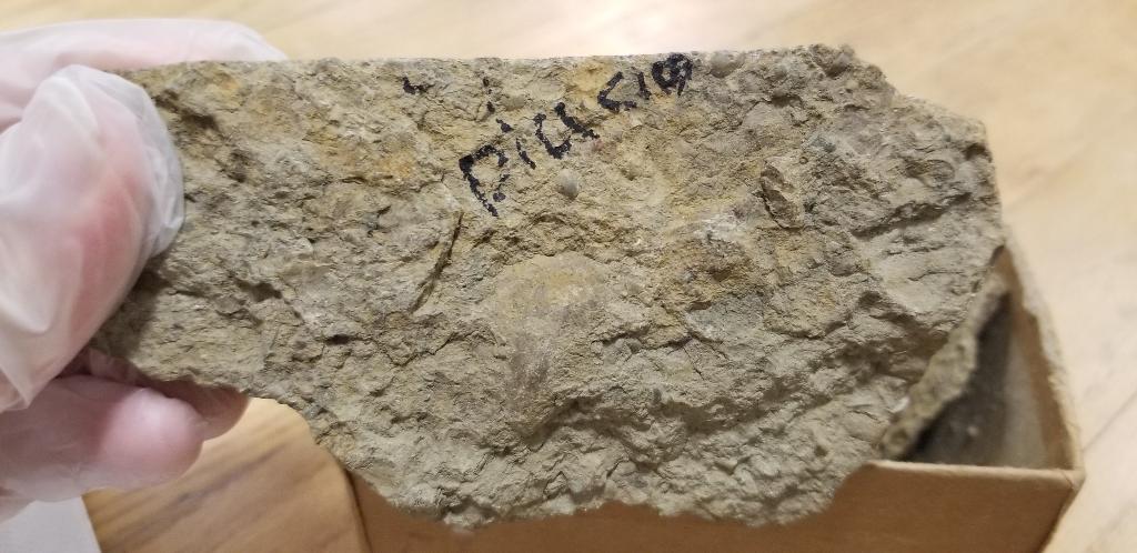 Solved 1)Classify the rock based on dunham and folk | Chegg.com