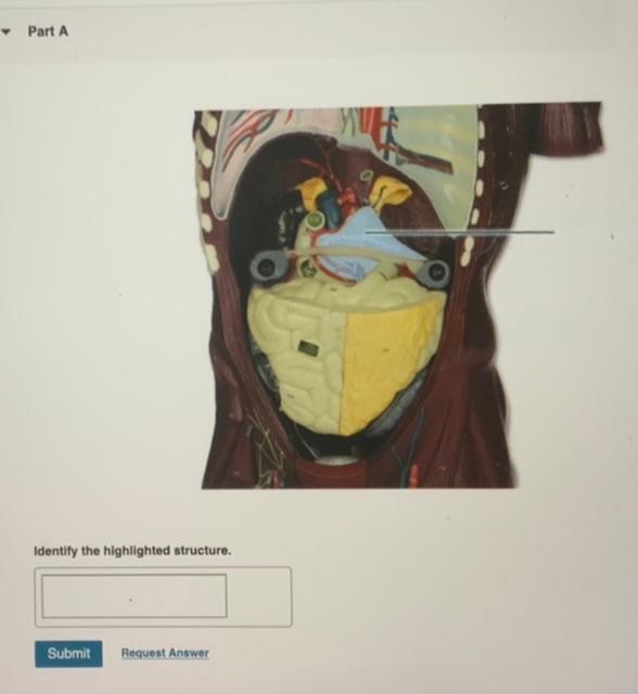 Solved Part A Identify the highlighted structure. Submit | Chegg.com