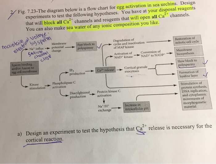 Solved Fig. 7.23-The diagram below is a flow chart for egg | Chegg.com
