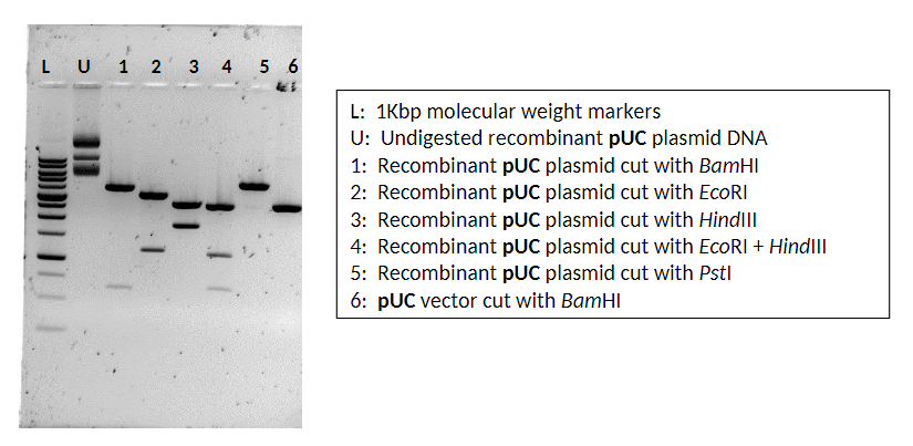Solved LU 1 2 3 4 5 6 L: 1Kbp molecular weight markers U: | Chegg.com