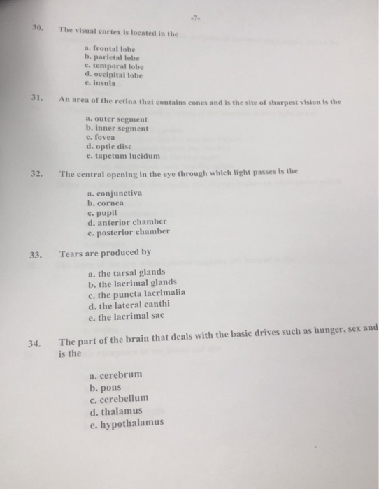 Solved 30. The visual cortex is located in the a. frontal | Chegg.com