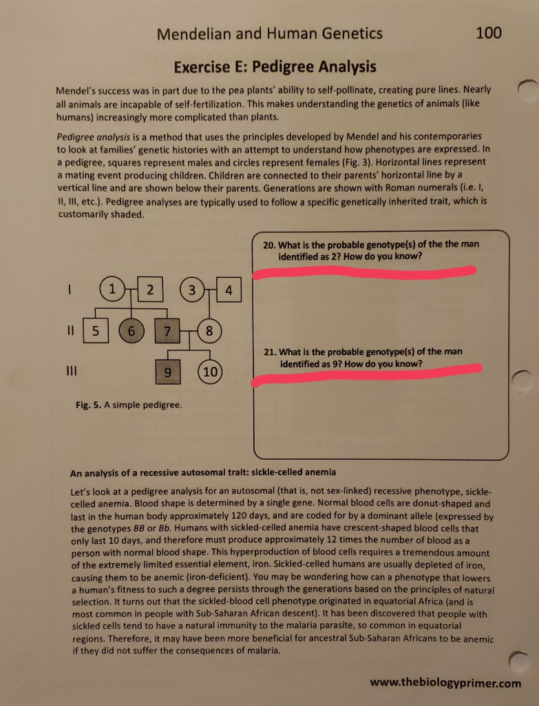 Solved: Mendelian Genetics 94 Exercise B: Mendel's Monohyb... | Chegg.com