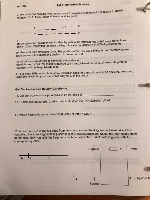 Solved BIO150L Lab 9: Restriction Enzymes Pre-lab Assignment | Chegg.com