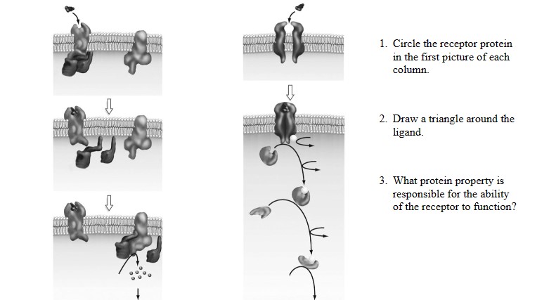 Solved 1. Circle the receptor protein in the first picture | Chegg.com