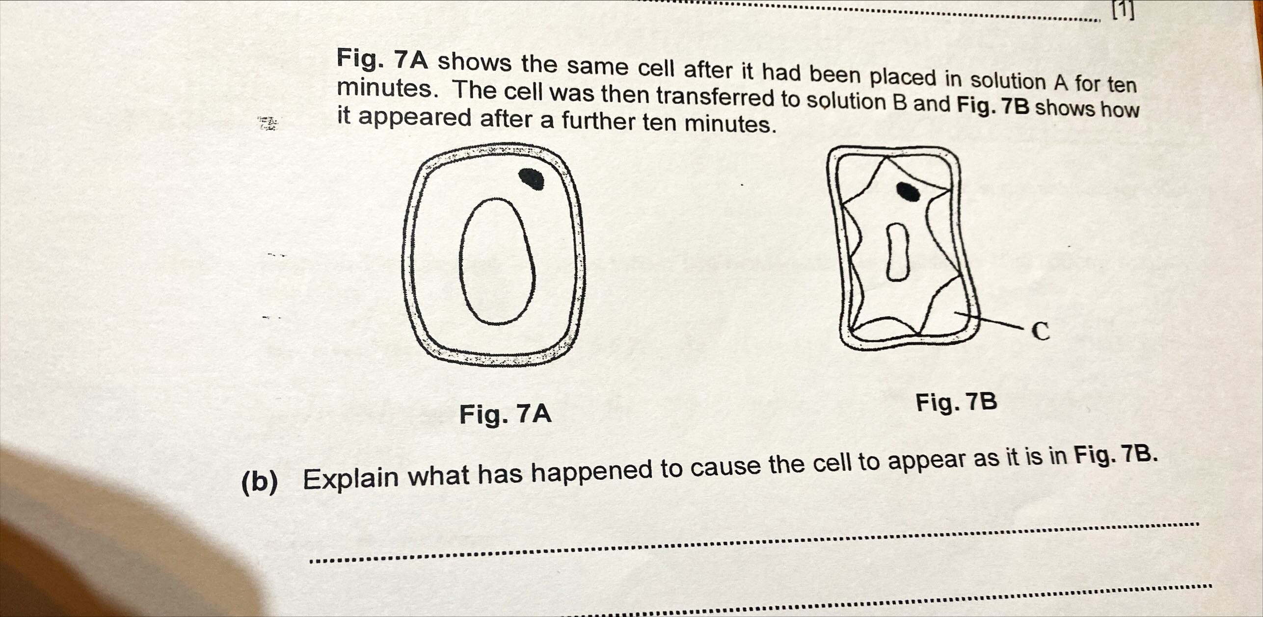 Solved Fig. 7A shows the same cell after it had been placed | Chegg.com