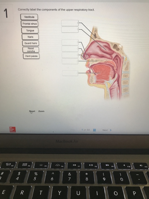 Solved Correctly label the components of the upper | Chegg.com