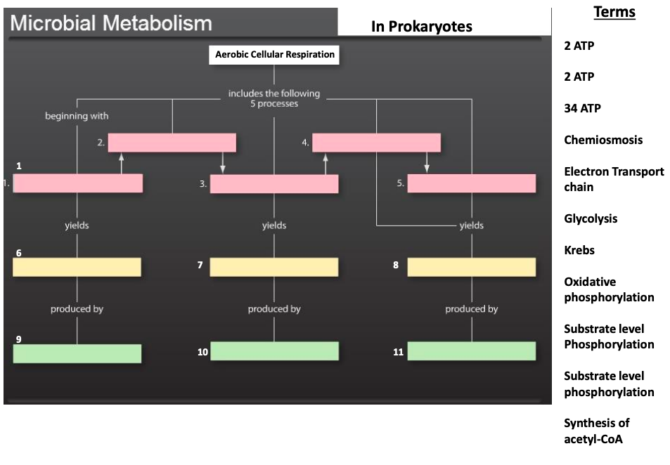 Solved Terms Microbial Metabolism In Prokaryotes 2 ATP | Chegg.com