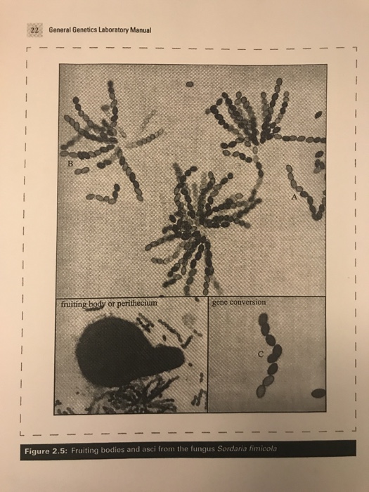 Solved 4. Use Figure 2.5 and identify FDS, SDS and GC asci | Chegg.com
