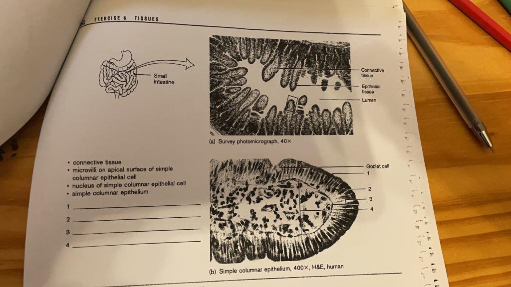 Simple Columnar Epithelium 40x