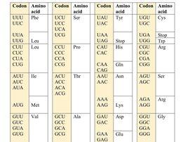 Coden Amino ald UU Phe VUC Cedon Amino weid UU SET UC | Chegg.com