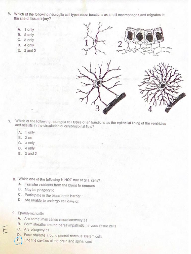 Solved 6. Which of the following neuroglia cell types often | Chegg.com