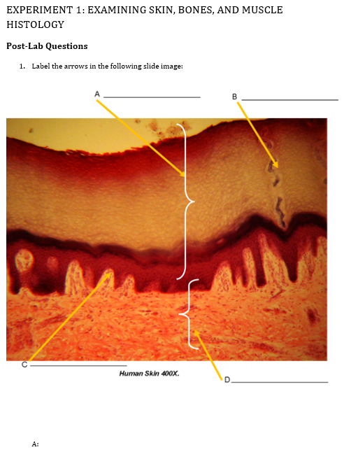 EXPERIMENT 1: EXAMINING SKIN, BONES, AND MUSCLE | Chegg.com