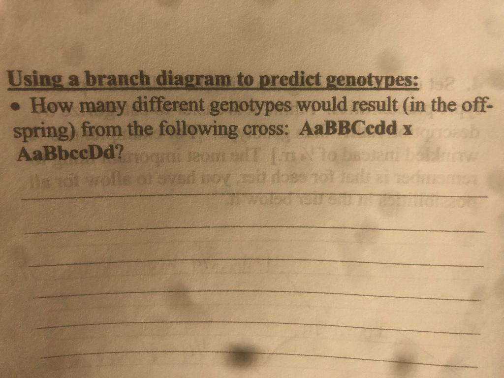Solved Using a branch diagram to predict genotypes: • How | Chegg.com