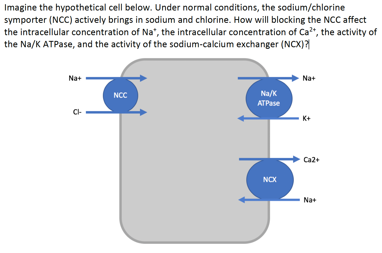 Solved Imagine the hypothetical cell below. Under normal | Chegg.com
