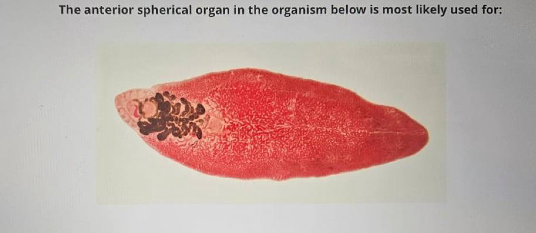 Solved The anterior spherical organ in the organism below is | Chegg.com