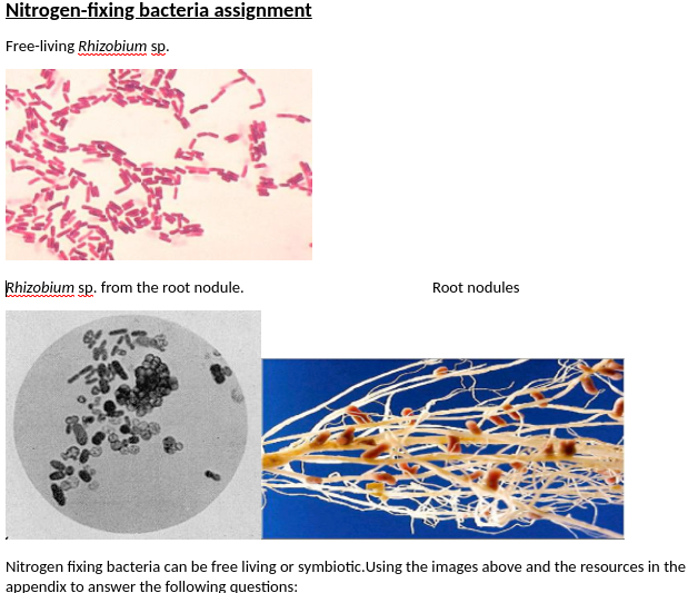Solved 1. What is the relationship between the Rhizobium sp. | Chegg.com
