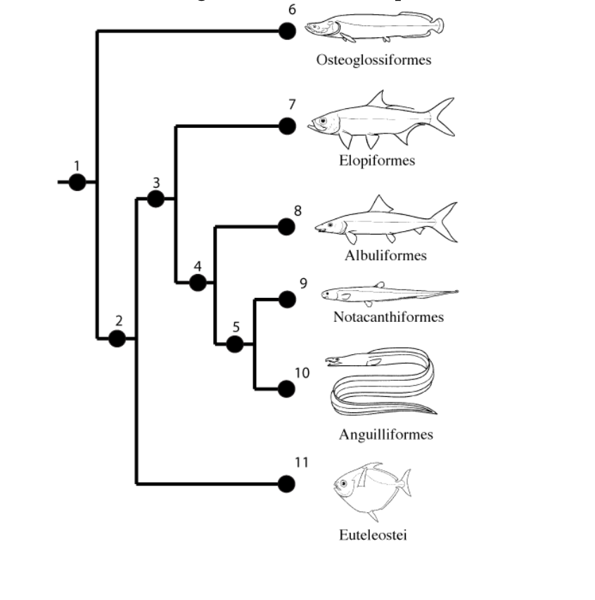 Solved Given the tree above, which of the numbered dots on | Chegg.com