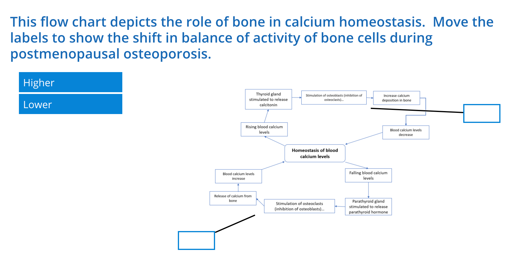 Solved This flow chart depicts the role of bone in calcium | Chegg.com