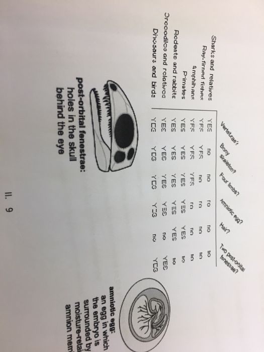 Solved Sharks and Relatives Ray Finned Fishes Amphibians | Chegg.com