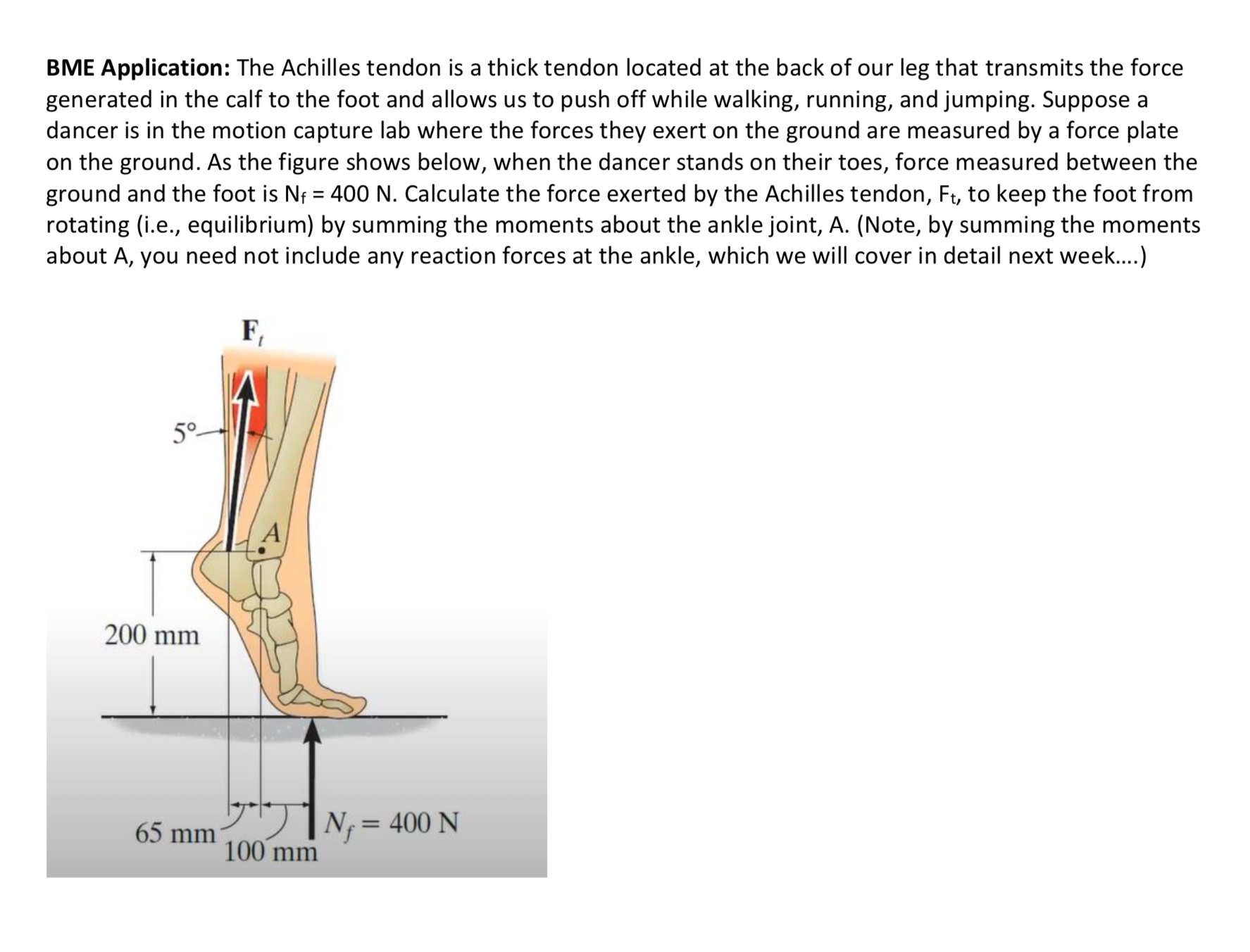 Solved BME Application: The Achilles tendon is a thick | Chegg.com