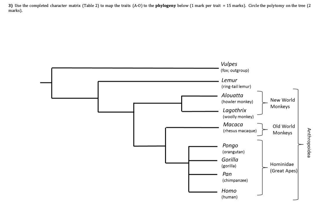 Simple Primate Phylogeny