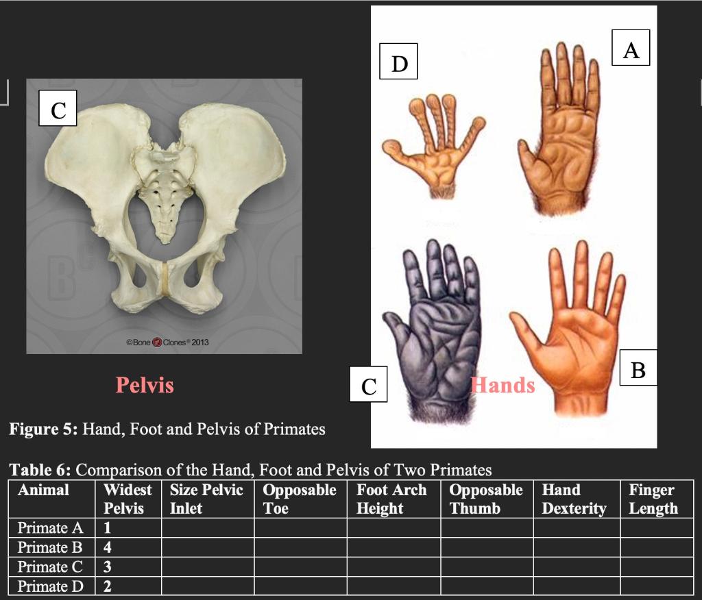 Part E: Hands, Feet and Pelvis 1. Examine Figure 5 | Chegg.com