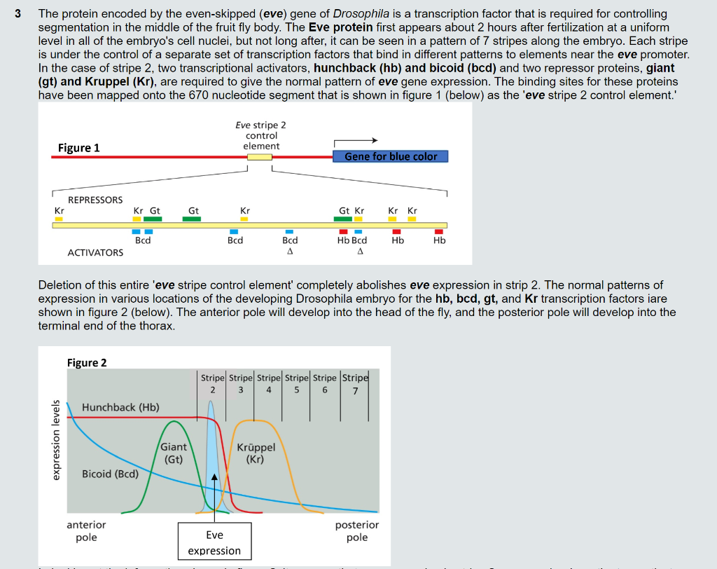 Solved The protein encoded by the even-skipped (eve) gene of | Chegg.com