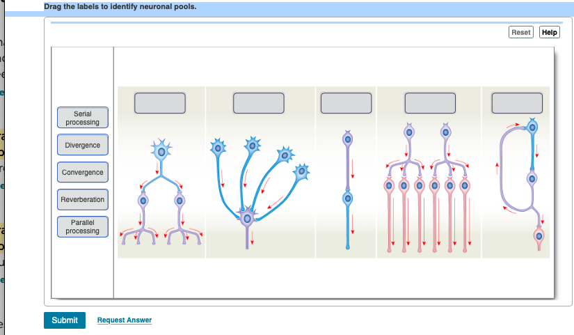 Solved Drag the labels to identify neuronal pools. Reset | Chegg.com