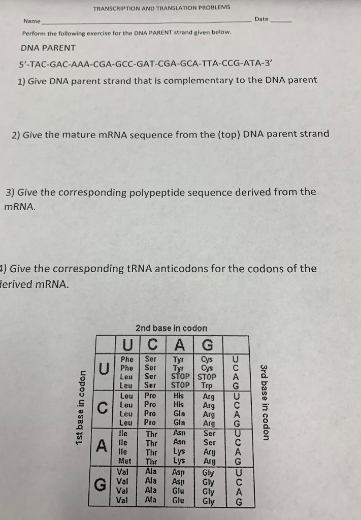 Solved TRANSCRIPTION AND TRANSLATION PROBLEMS Name Date | Chegg.com