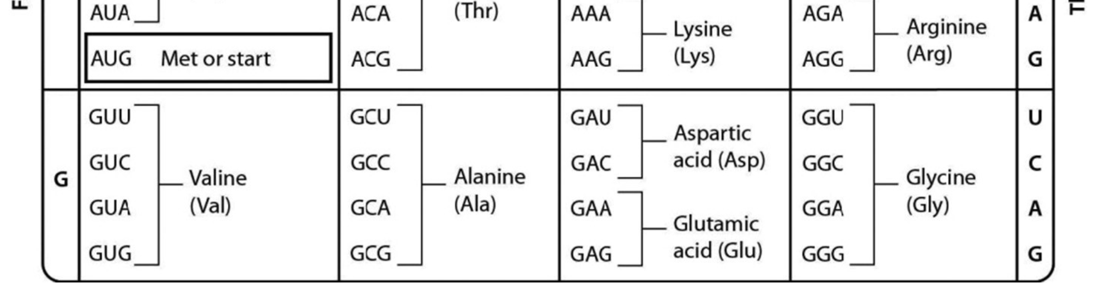 Solved Second base of RNA codon U с А G UUU UCU UAU UGU | Chegg.com