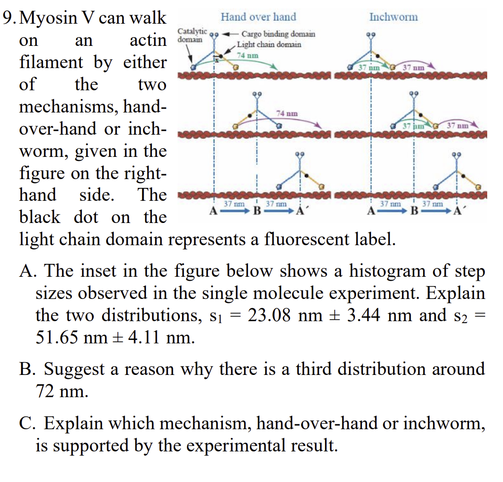 9. Myosin V can walk on an actin filament by either | Chegg.com
