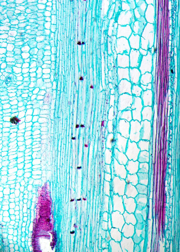 Solved Look at the following pictures and answer the | Chegg.com