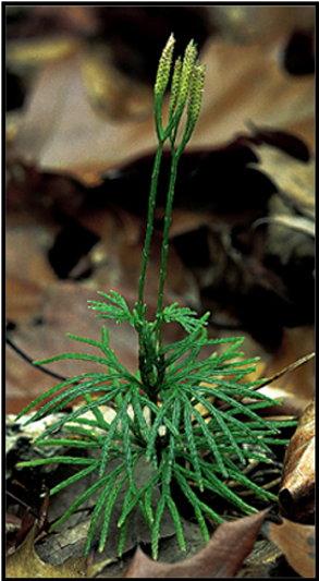 Solved 1. What is this plant? 2. Does it have microphylls, | Chegg.com