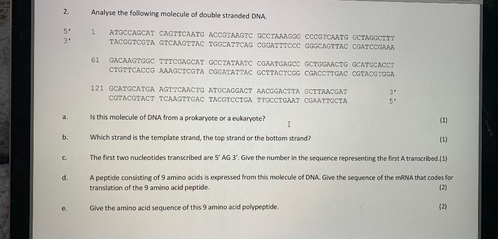 Solved 2. Analyse the following molecule of double stranded | Chegg.com