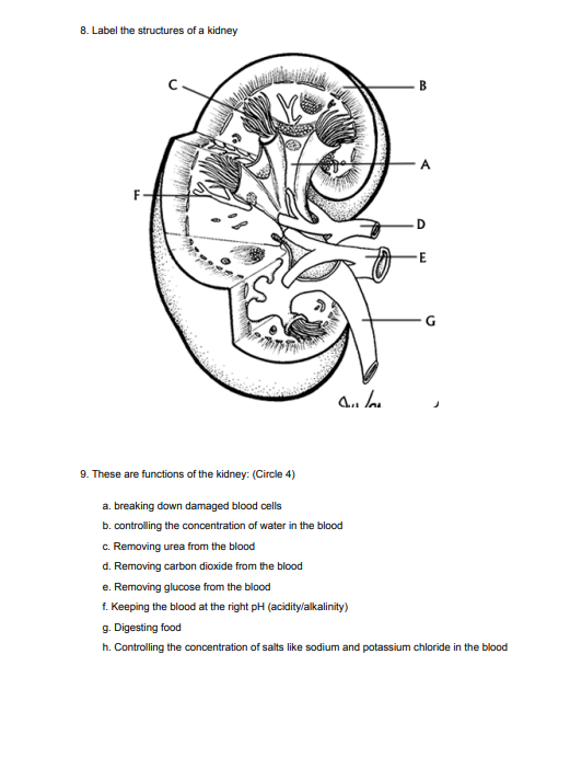 Solved 8. Label the structures of a kidney 9. These are | Chegg.com