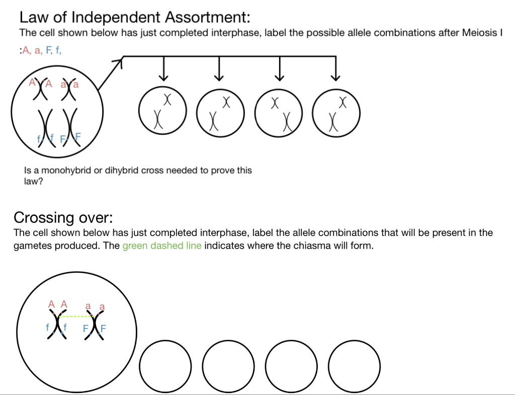 Solved Law of Independent Assortment: The cell shown below | Chegg.com