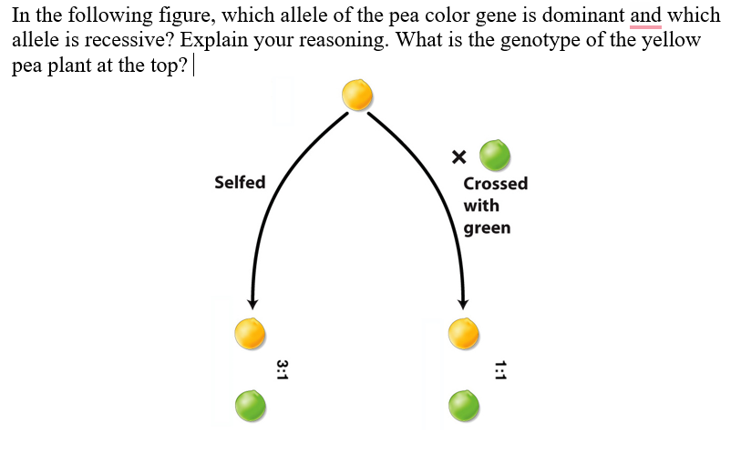 Solved In the following figure, which allele of the pea | Chegg.com